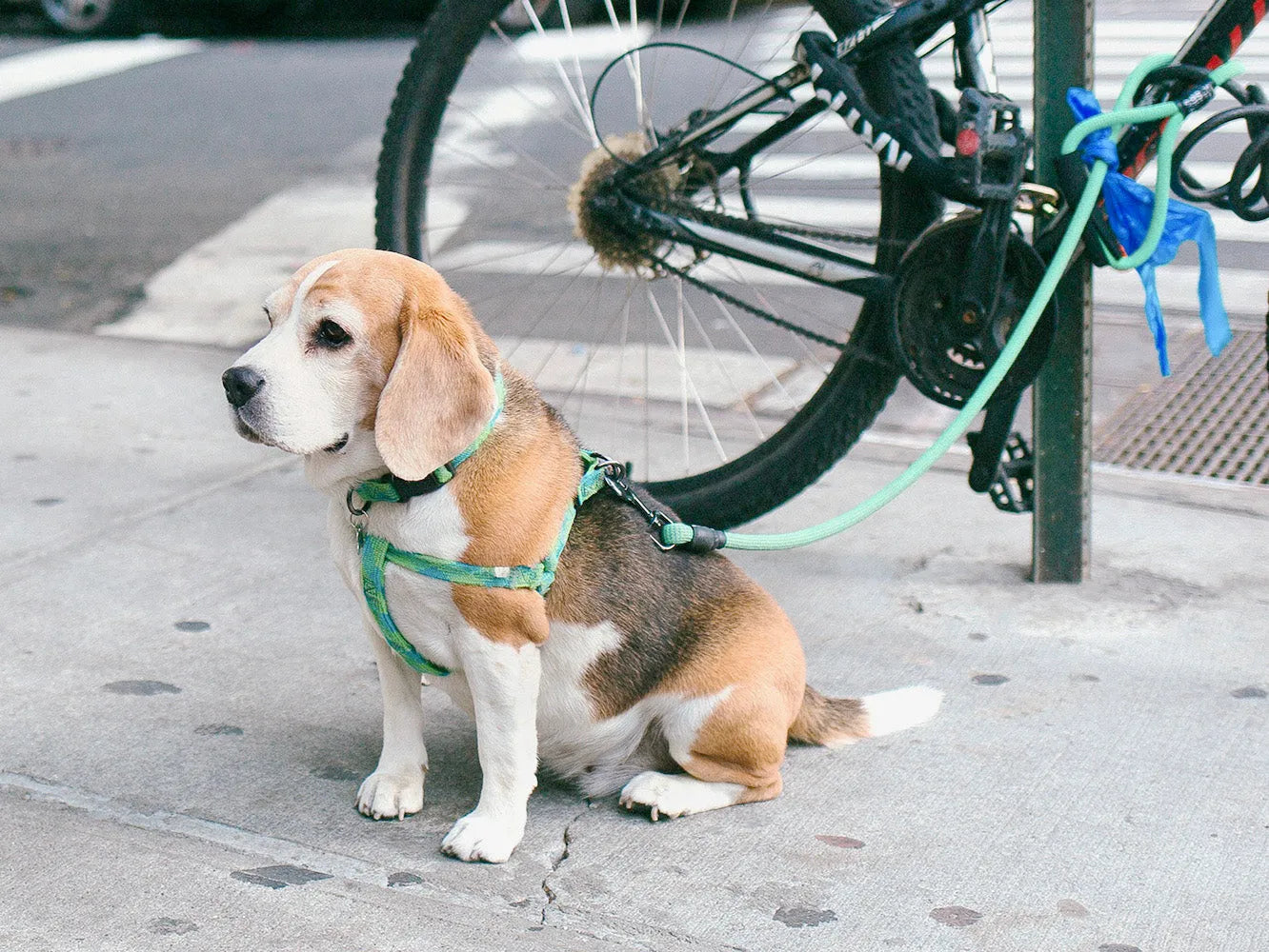 Dog Lead Guide - How to choose the perfect lead for your dog – 2&4 PETS