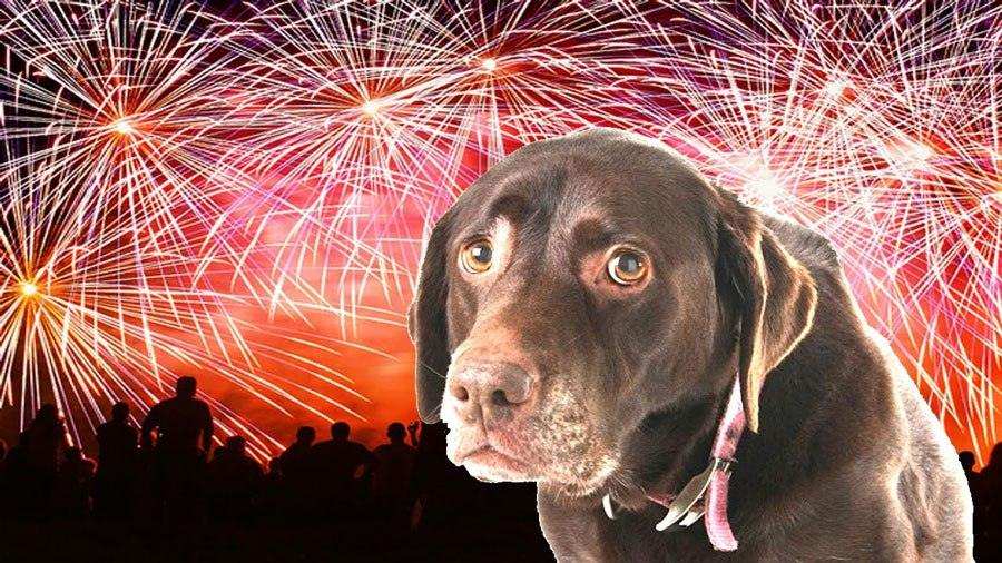 Helping Your Dog Cope with Fireworks: A Comprehensive Guide 🎆🐾 – 2&4 PETS